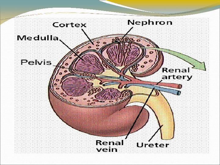 Sela uropoetski sistem So organski sistem ki proizvaja