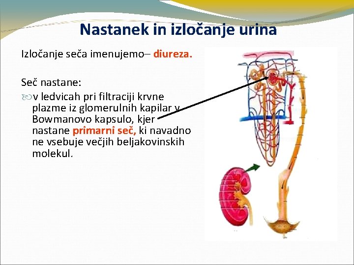Sela uropoetski sistem So organski sistem ki proizvaja