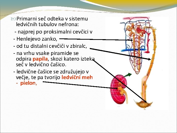 Sela uropoetski sistem So organski sistem ki proizvaja