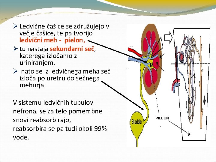 Sela uropoetski sistem So organski sistem ki proizvaja