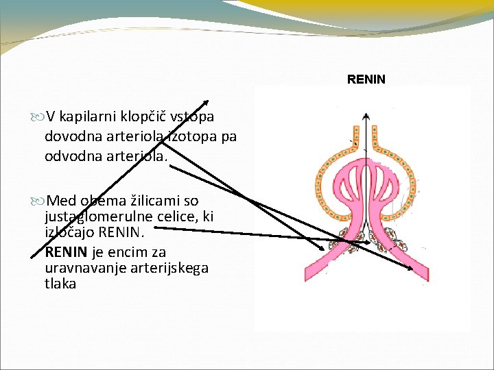 Sela uropoetski sistem So organski sistem ki proizvaja