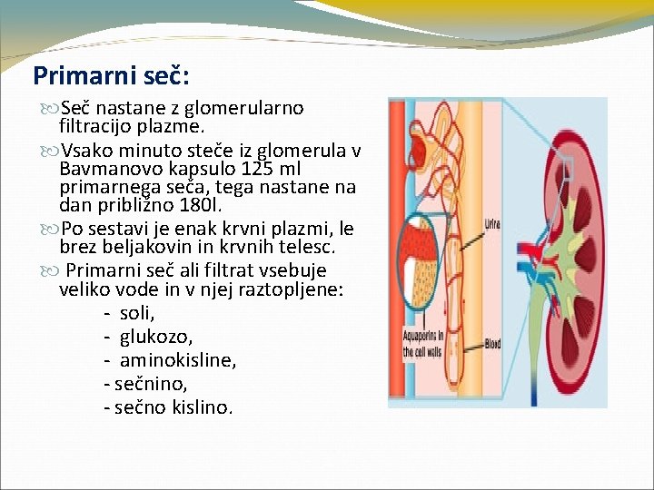Sela uropoetski sistem So organski sistem ki proizvaja