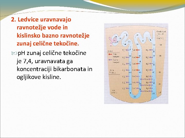 Sela uropoetski sistem So organski sistem ki proizvaja