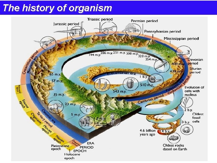 Module 24 Historical Geology EARTHS VERY EARLY HISTORY