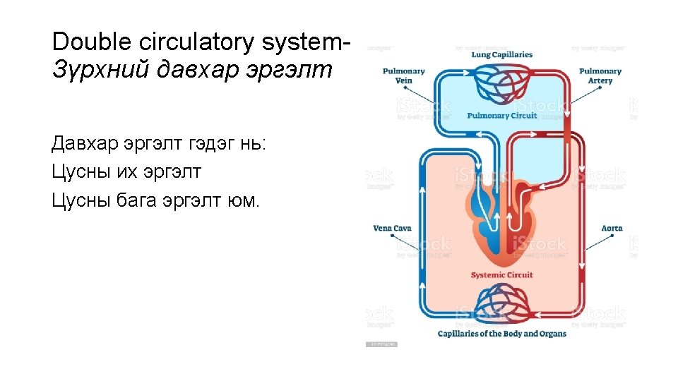 3 1 The human circulatory system Cambridge Check