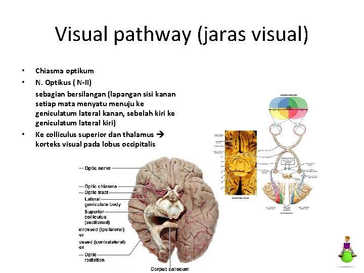 SISTEM PANCA INDERA PENDAHULUAN Pengertian q Organ akhir