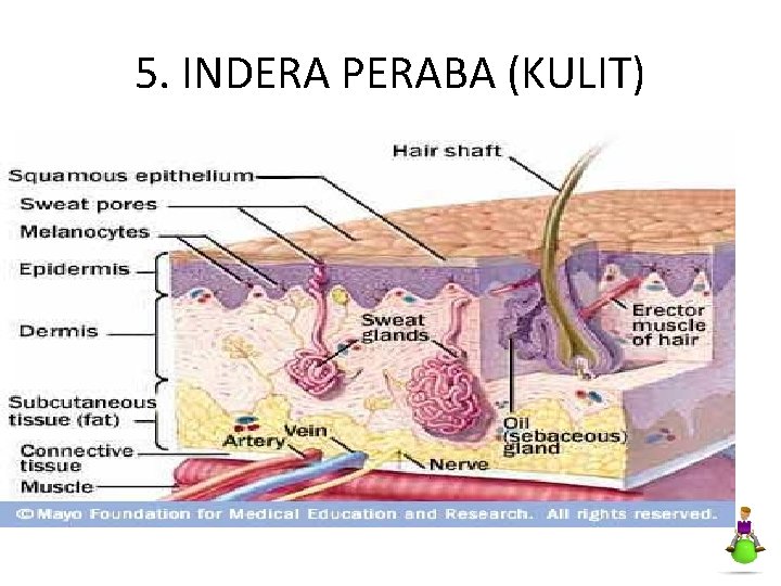 SISTEM PANCA INDERA PENDAHULUAN Pengertian q Organ akhir