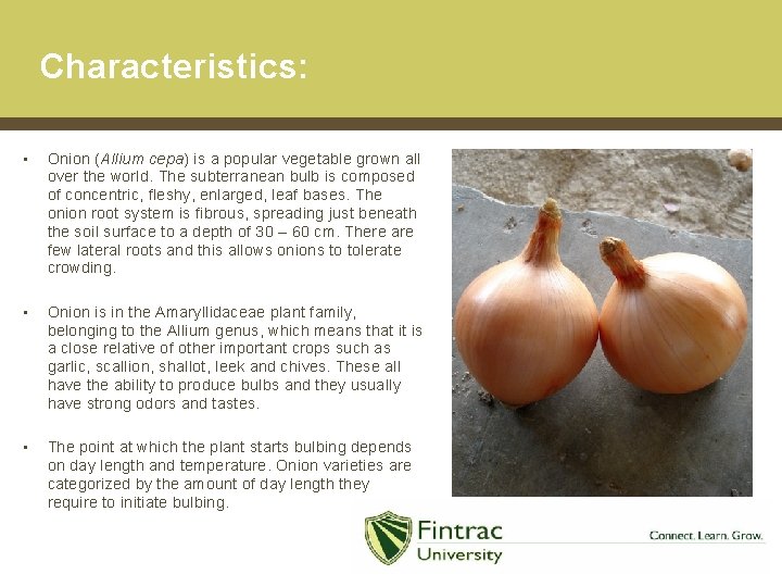 Unit 1 Onion Introduction Business Characteristics Onion Allium