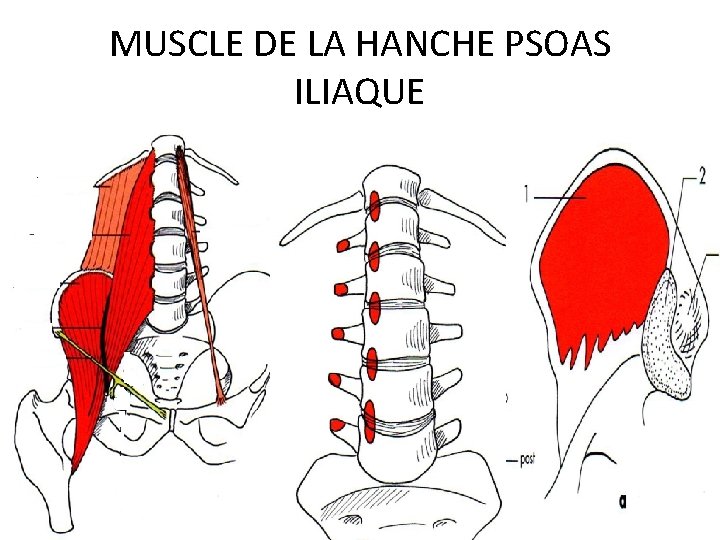 Myologie du membre pelvien Dr A BABA MEGNOUNIF