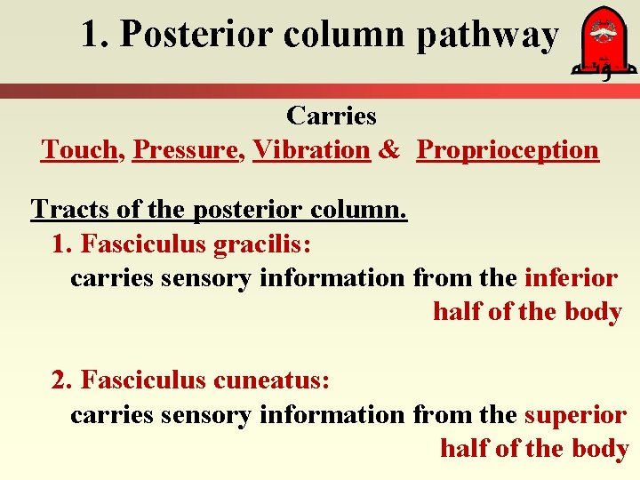 Physiology of Excitable tissue L 11 Sensation II