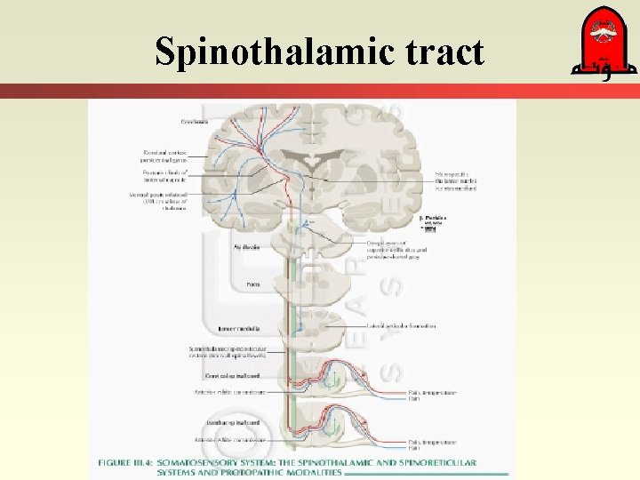 Physiology of Excitable tissue L 11 Sensation II