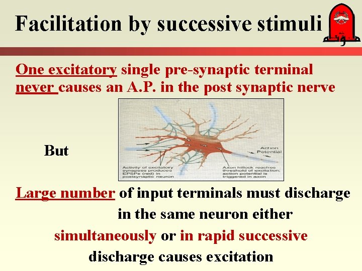 Physiology of Excitable tissue L 11 Sensation II