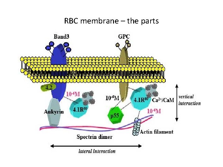Abnormalities of Red Cell membrane Lecture NO 1