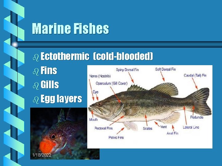 1182022 Marine Fishes b Ectothermic b Fins b
