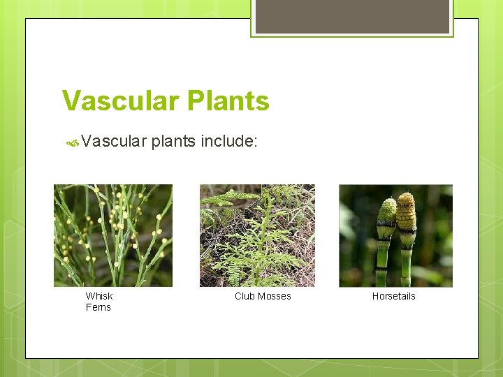 14 1 Classifying Plants Presentation by Anesh Ian