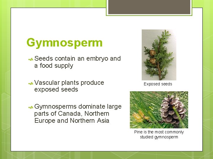 14 1 Classifying Plants Presentation by Anesh Ian