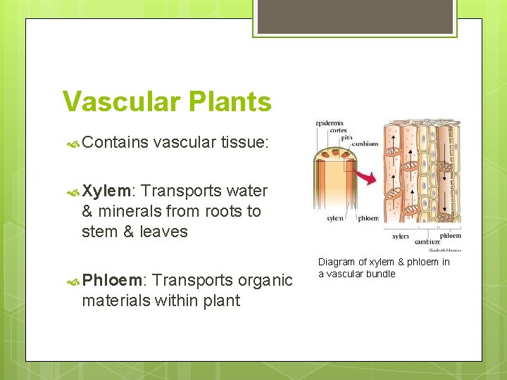 14 1 Classifying Plants Presentation by Anesh Ian