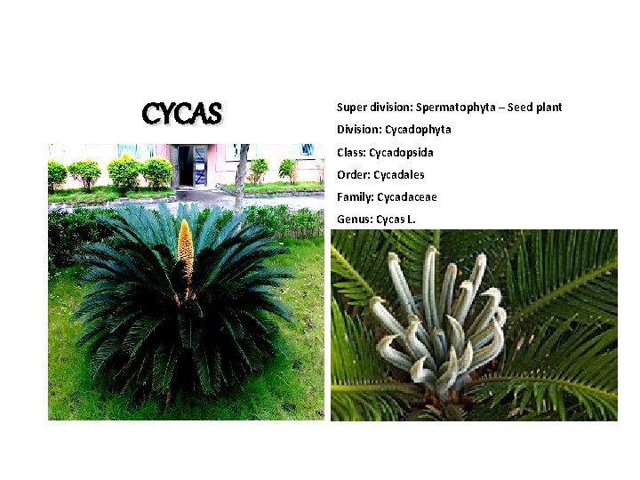 CYCAS Super division Spermatophyta Seed plant Division Cycadophyta