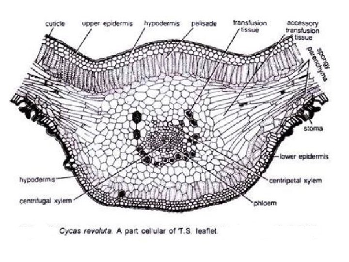 CYCAS Super division Spermatophyta Seed plant Division Cycadophyta