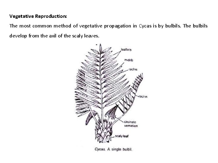 CYCAS Super division Spermatophyta Seed plant Division Cycadophyta