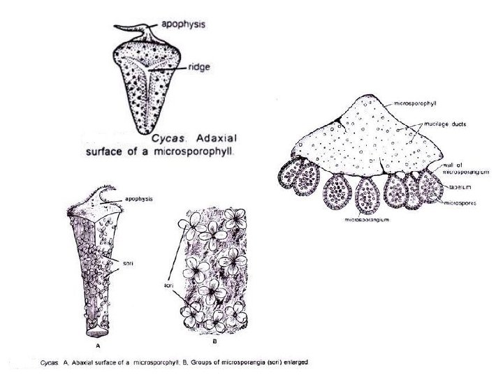CYCAS Super division Spermatophyta Seed plant Division Cycadophyta
