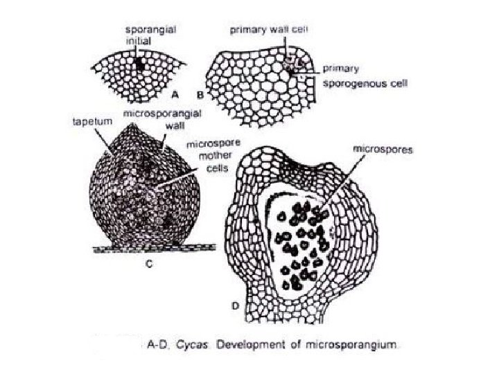CYCAS Super division Spermatophyta Seed plant Division Cycadophyta