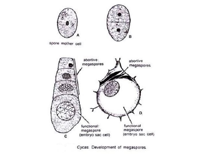 CYCAS Super division Spermatophyta Seed plant Division Cycadophyta