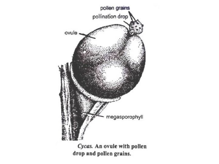 CYCAS Super division Spermatophyta Seed plant Division Cycadophyta