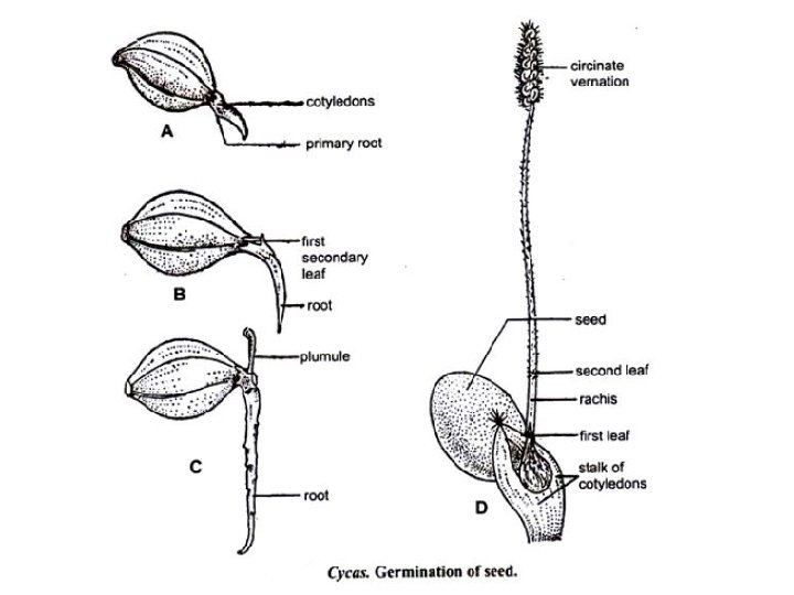 CYCAS Super division Spermatophyta Seed plant Division Cycadophyta