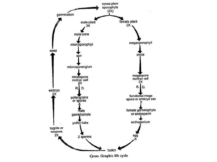 CYCAS Super division Spermatophyta Seed plant Division Cycadophyta