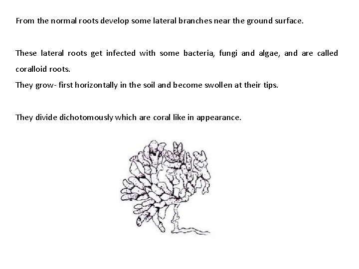 CYCAS Super division Spermatophyta Seed plant Division Cycadophyta