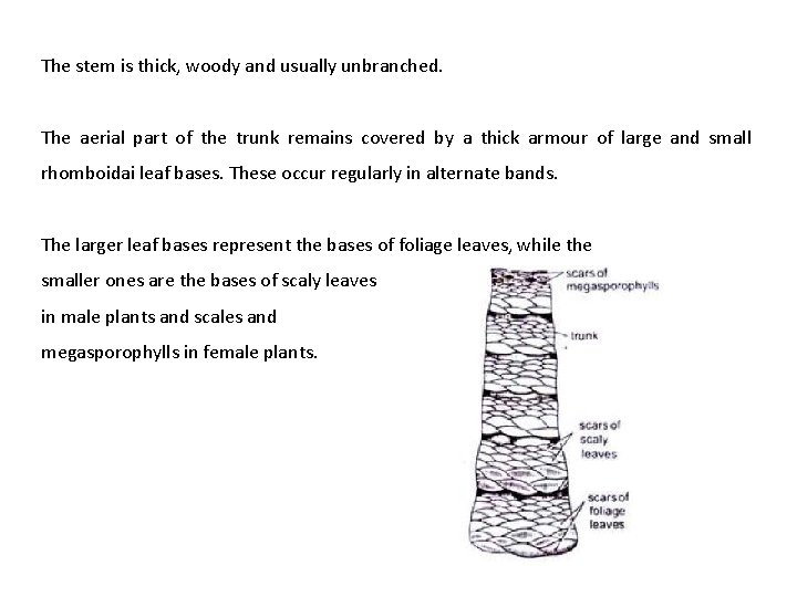 CYCAS Super division Spermatophyta Seed plant Division Cycadophyta