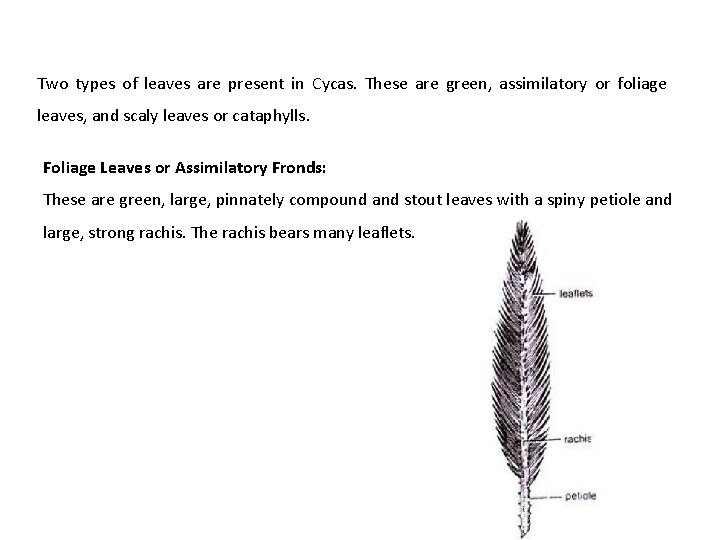 CYCAS Super division Spermatophyta Seed plant Division Cycadophyta