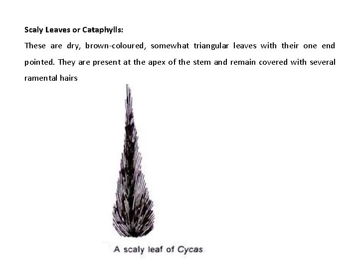 CYCAS Super division Spermatophyta Seed plant Division Cycadophyta