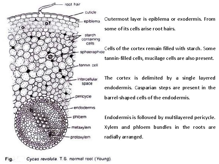 CYCAS Super division Spermatophyta Seed plant Division Cycadophyta