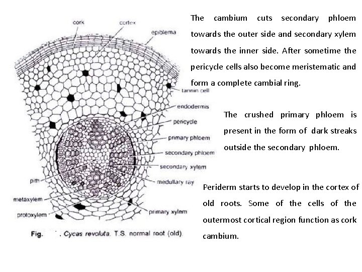 CYCAS Super division Spermatophyta Seed plant Division Cycadophyta