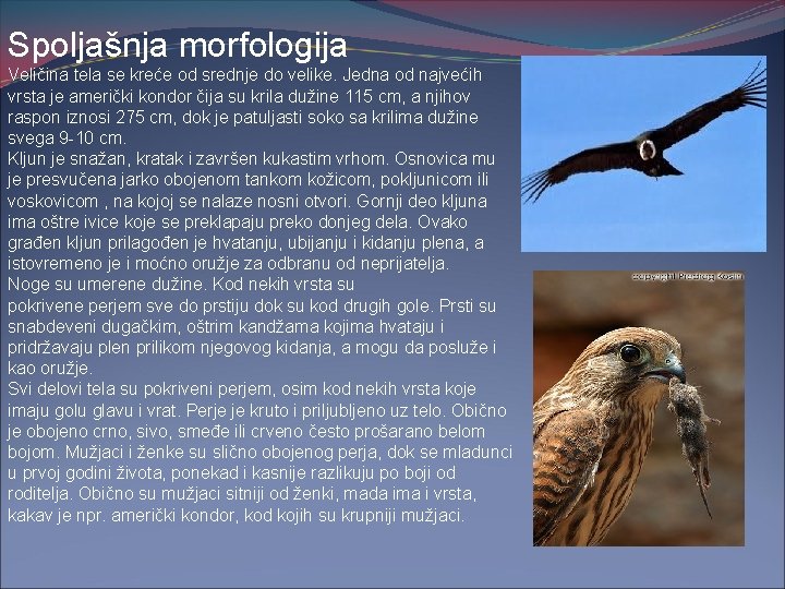 PTICE grabljivice sove i detlii GRABLJIVICE Grabljivice su