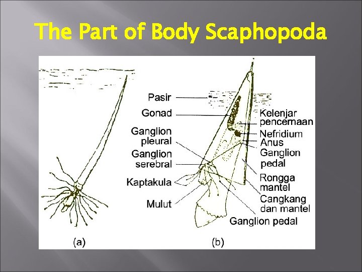 KEY DISCUSSION PALEONTOLOGI Introduction Phylum Protozoa Phylum Porifera