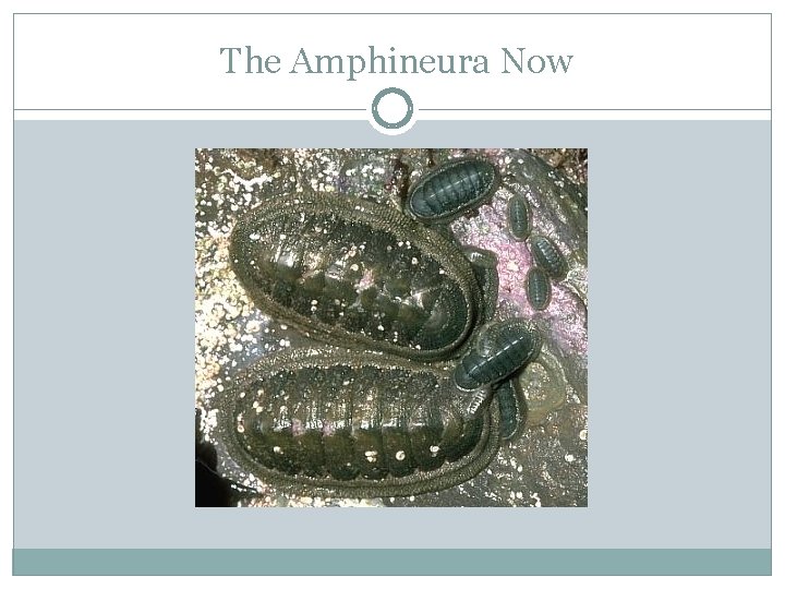 KEY DISCUSSION PALEONTOLOGI Introduction Phylum Protozoa Phylum Porifera