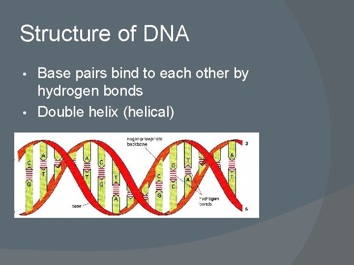 DNA A BRIEF OVERVIEW Presented by Thor Rogers