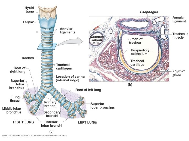 Trachea Extends from larynx to superior border of