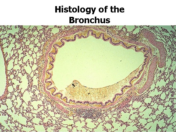 Trachea Extends from larynx to superior border of