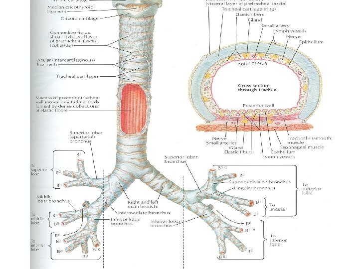 Trachea Extends from larynx to superior border of