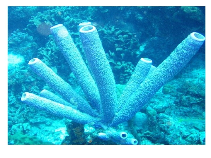 Djurriket 1 Fylum porifera svampdjur Porporer Fera brare