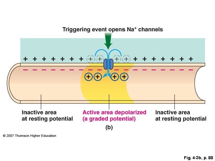 Chapter 4 Principles of Neural and Hormonal Communication