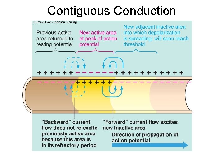 Chapter 4 Principles of Neural and Hormonal Communication