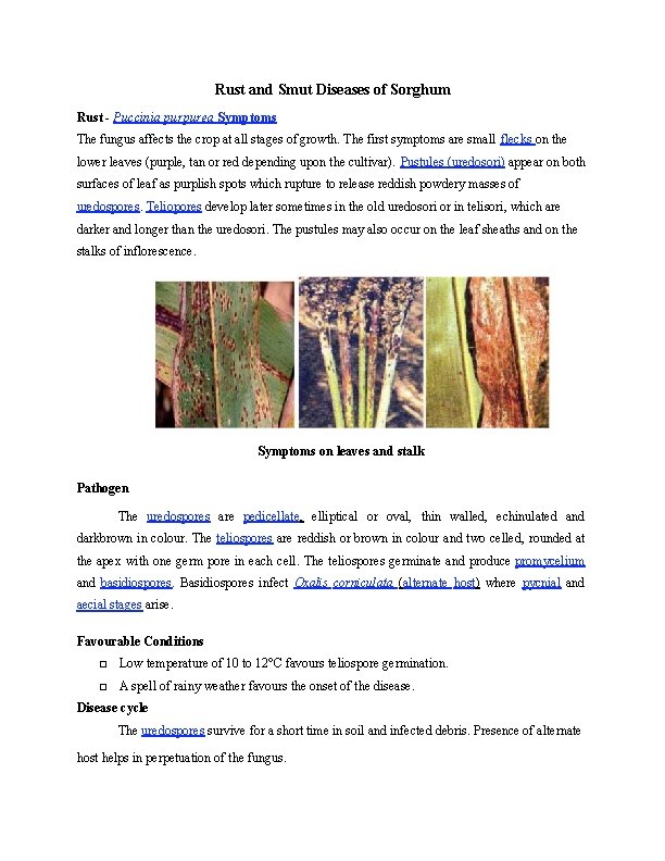 Rust and Smut Diseases of Sorghum Rust Puccinia