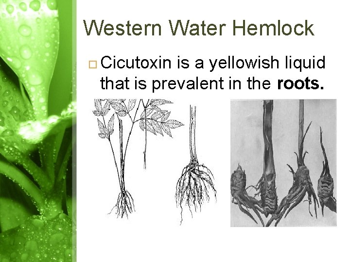 PLANT TOXINS JOHN CARLO MACUJA JACKIELYN OCBINA IIIBSCT