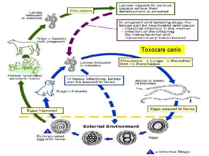 TISSUE NEMATODES COMMON TISSUE NEMATODE INFECTIONS Trichinella spiralis