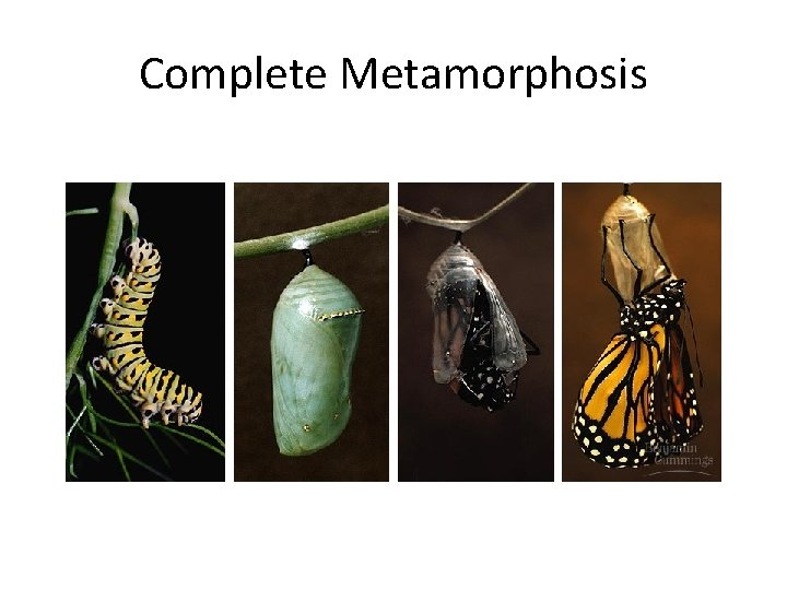 Pre AP Biology Animal Kingdom Invertebrates 8 15